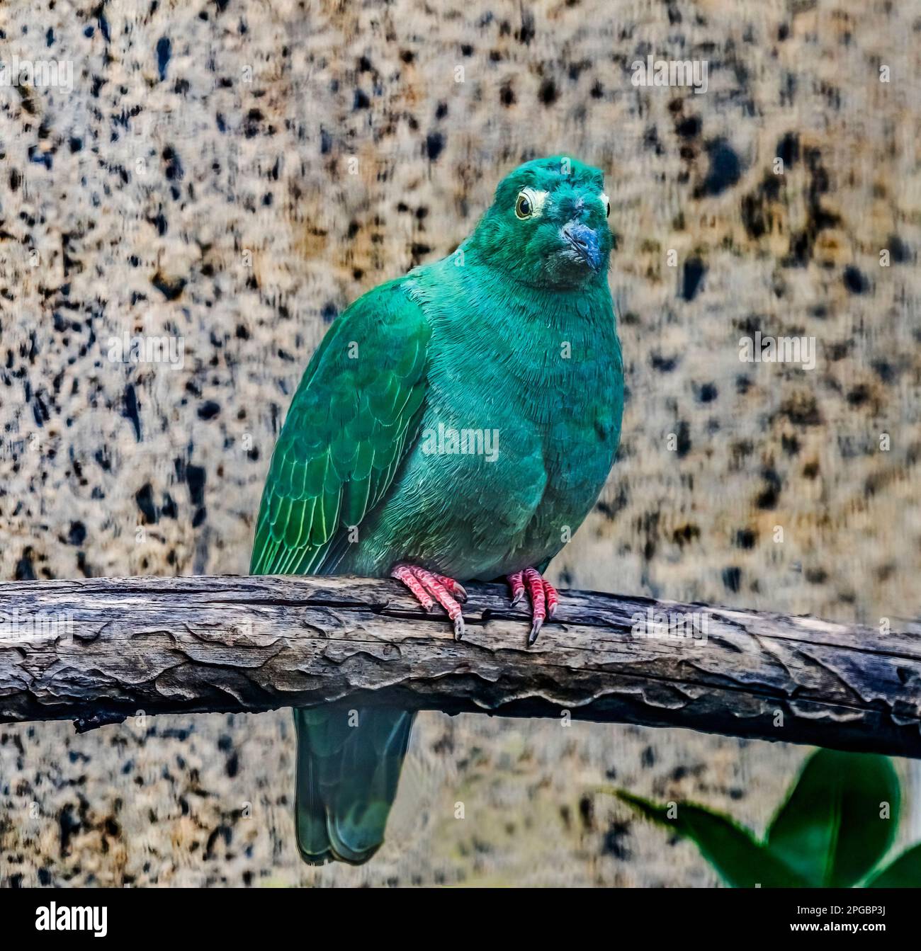 Colorful Female Black-Napped Fruit Dove Pigeon Ptilinopus Melanospilus ...