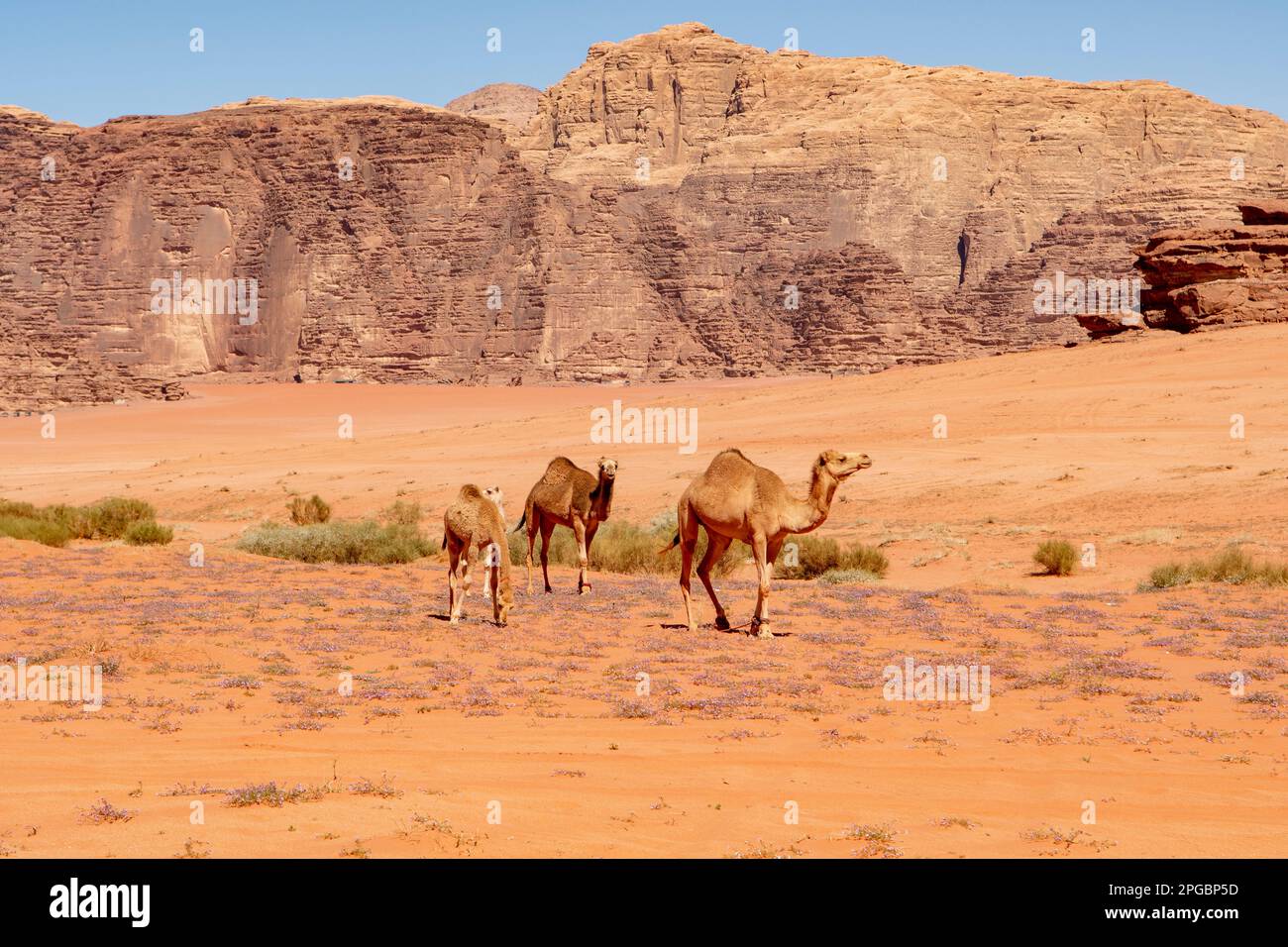 Colourful camels hi-res stock photography and images - Alamy