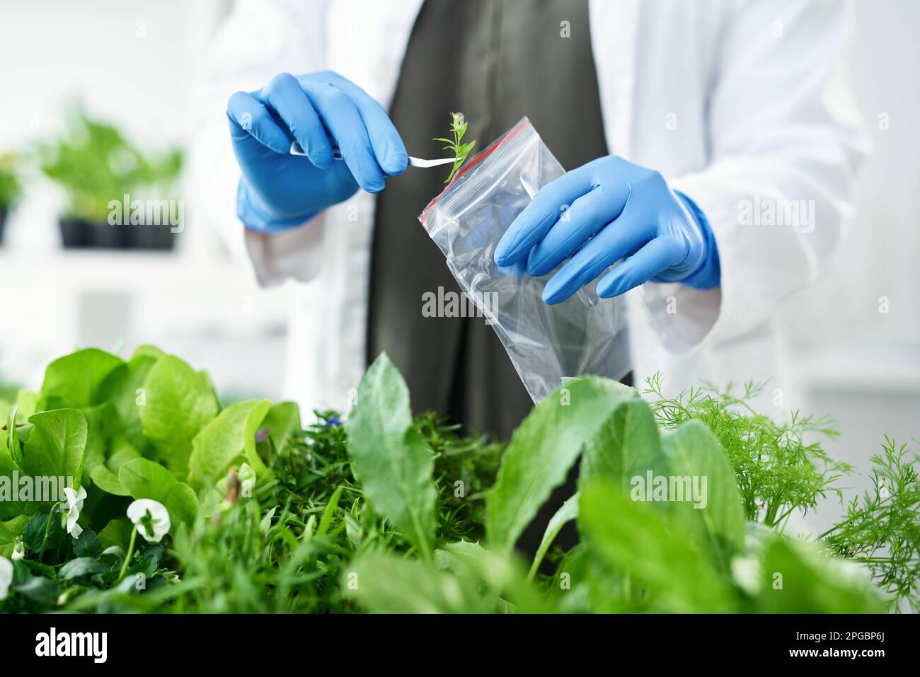 Studying the physical make up of a plant. a scientist getting samples ...