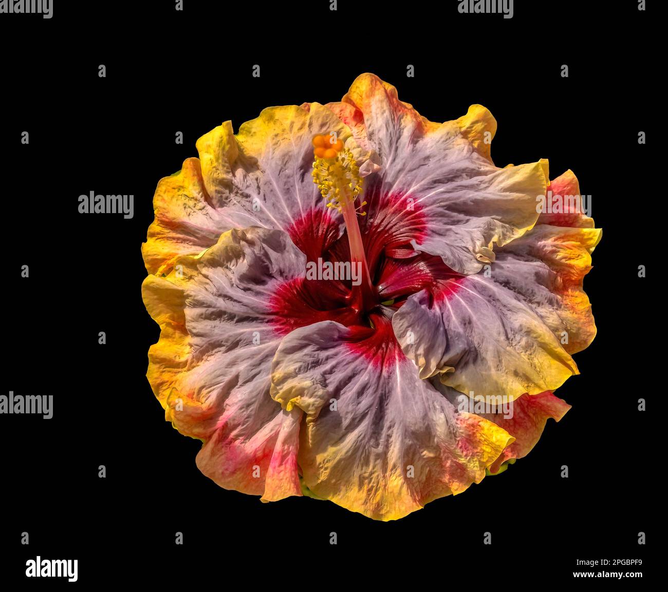 Voodoo queen hi-res stock photography and images - Alamy