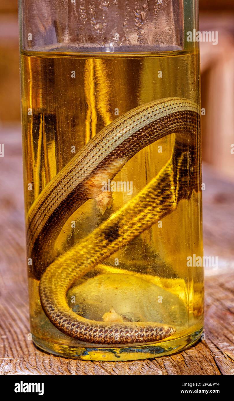 Alcoholic drink, tincture using a snake Stock Photo - Alamy