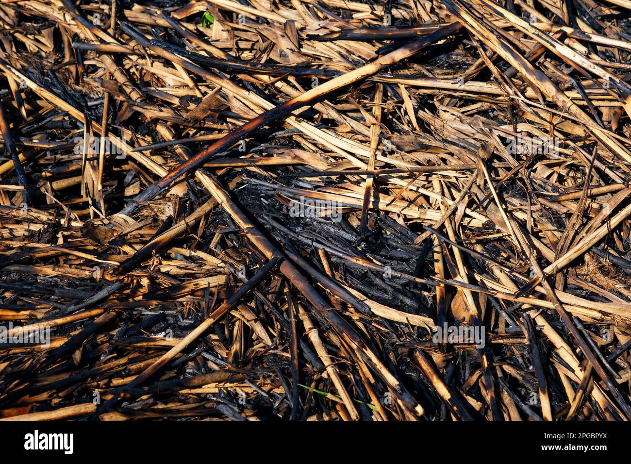 Corn stalks are piled up and burned as natural fertilizer when entering ...