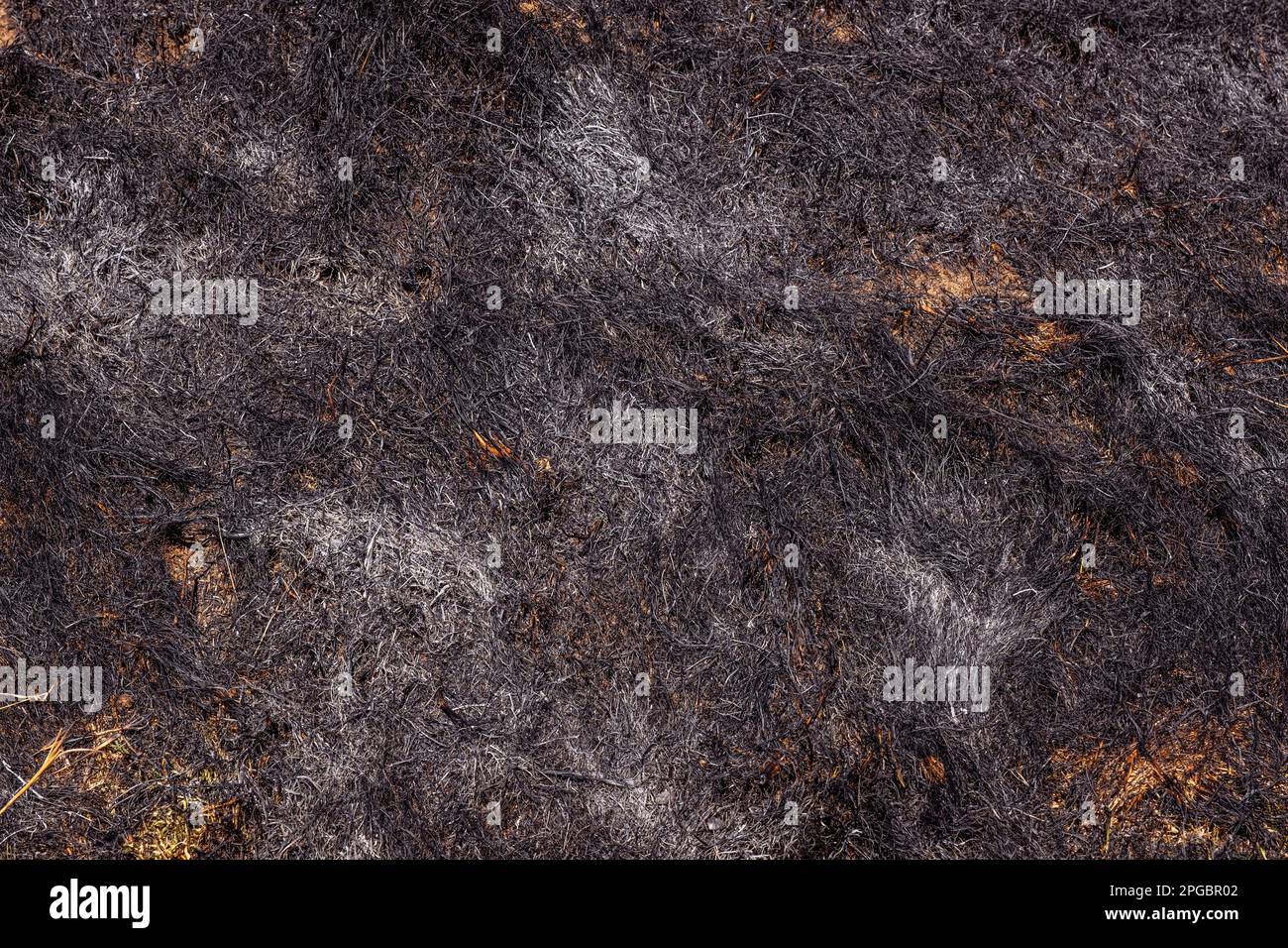 Burnt forest floor undergrowth with grass and ash, forest fire Stock ...