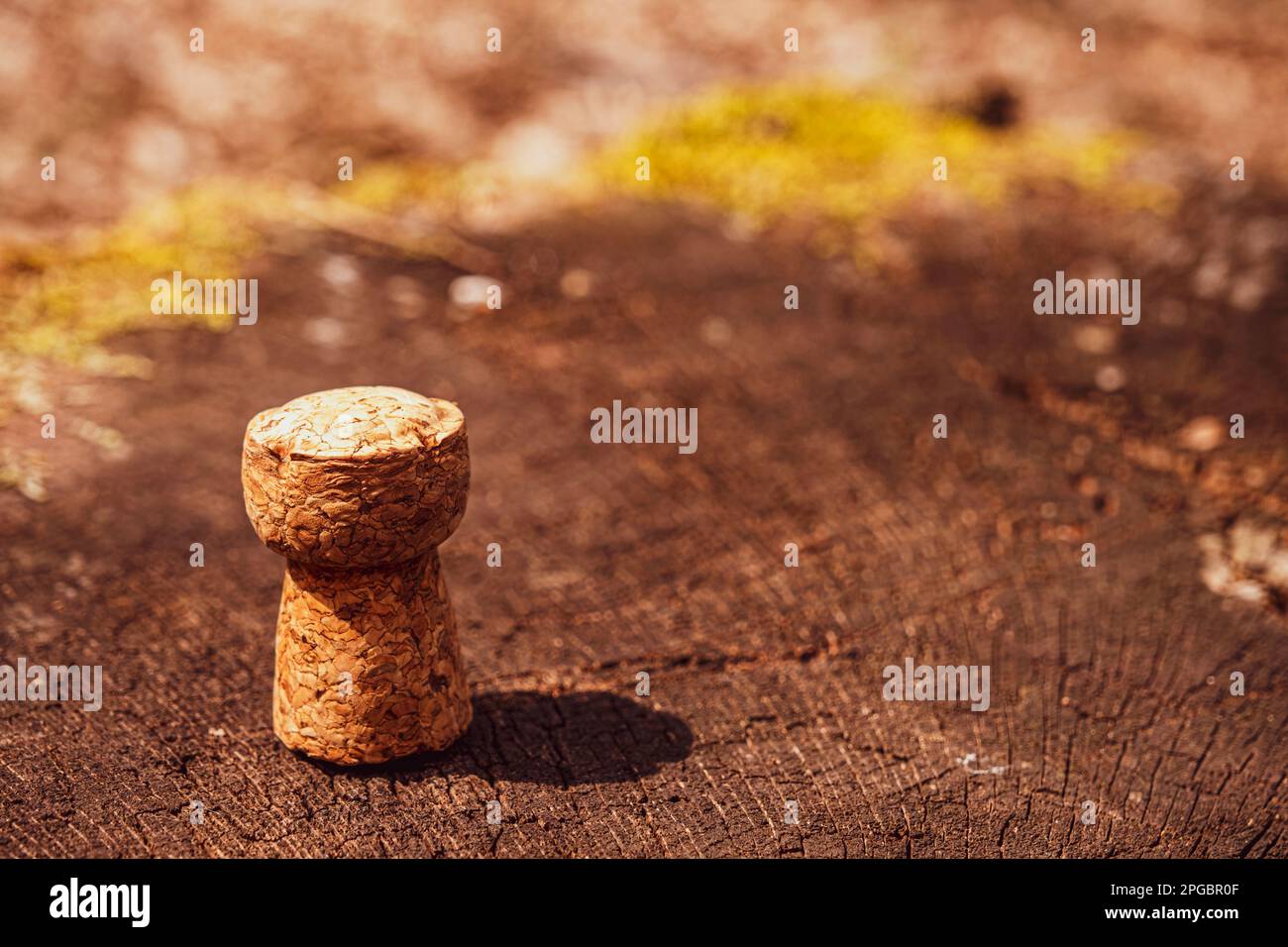 a cork plug on a tree with lichens Stock Photo - Alamy