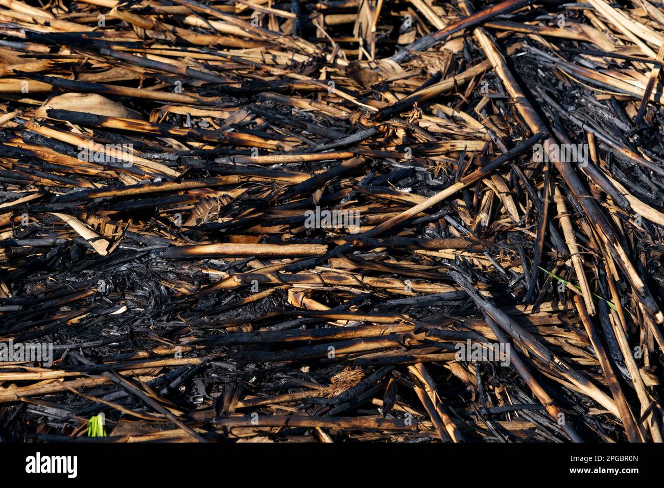 Corn stalks are piled up and burned as natural fertilizer when entering ...