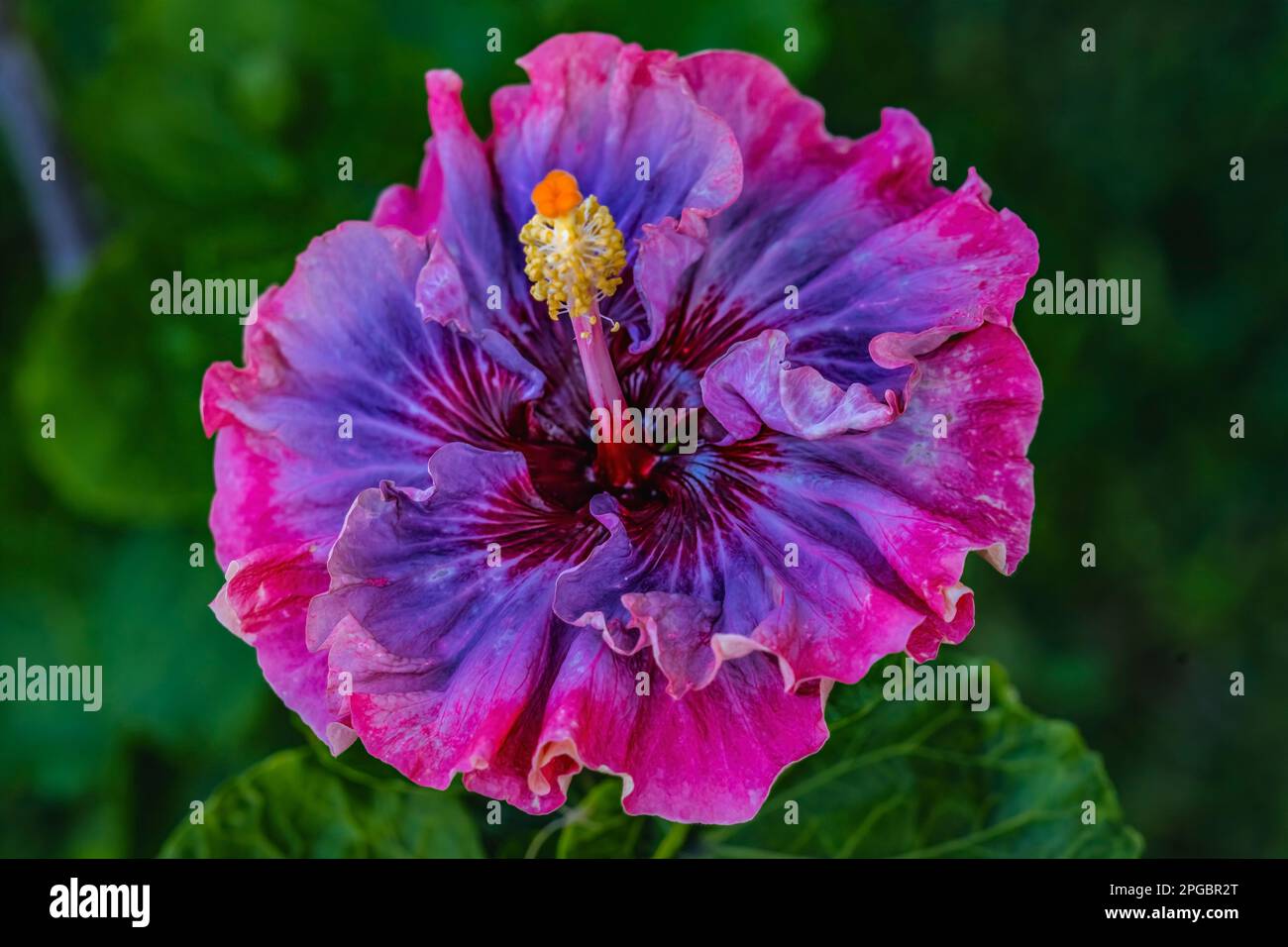 Colorful Pink Blue Maroon Dark Princess Tropical Hibiscus Flower Green ...