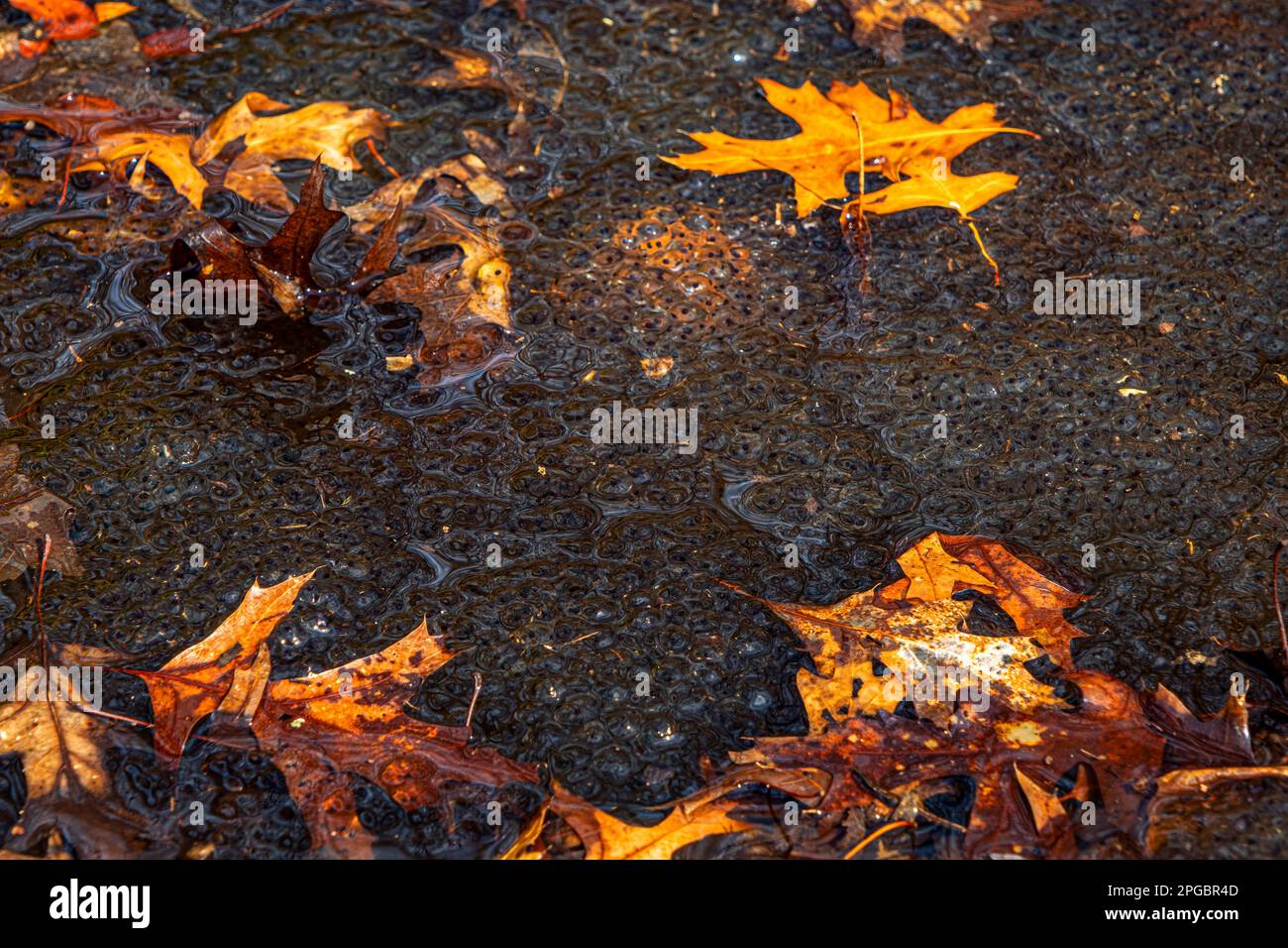 amphibian,amphibious,animal,animal wildlife,anura,background,beauty ...