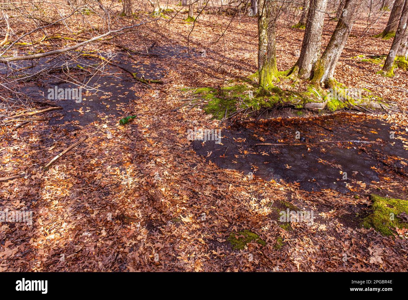 amphibian,amphibious,animal,animal wildlife,anura,background,beauty ...
