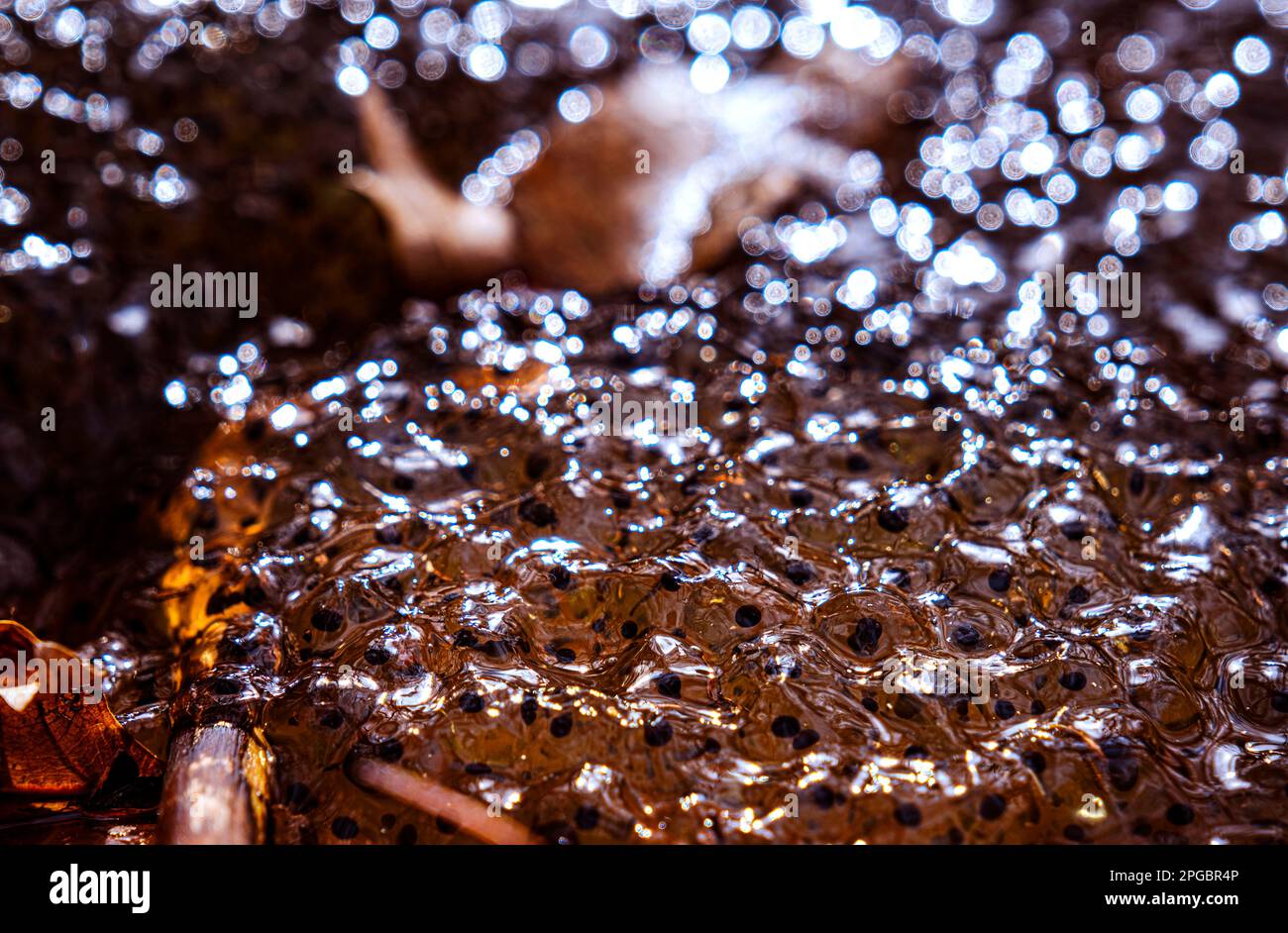 amphibian,amphibious,animal,animal wildlife,anura,background,beauty ...