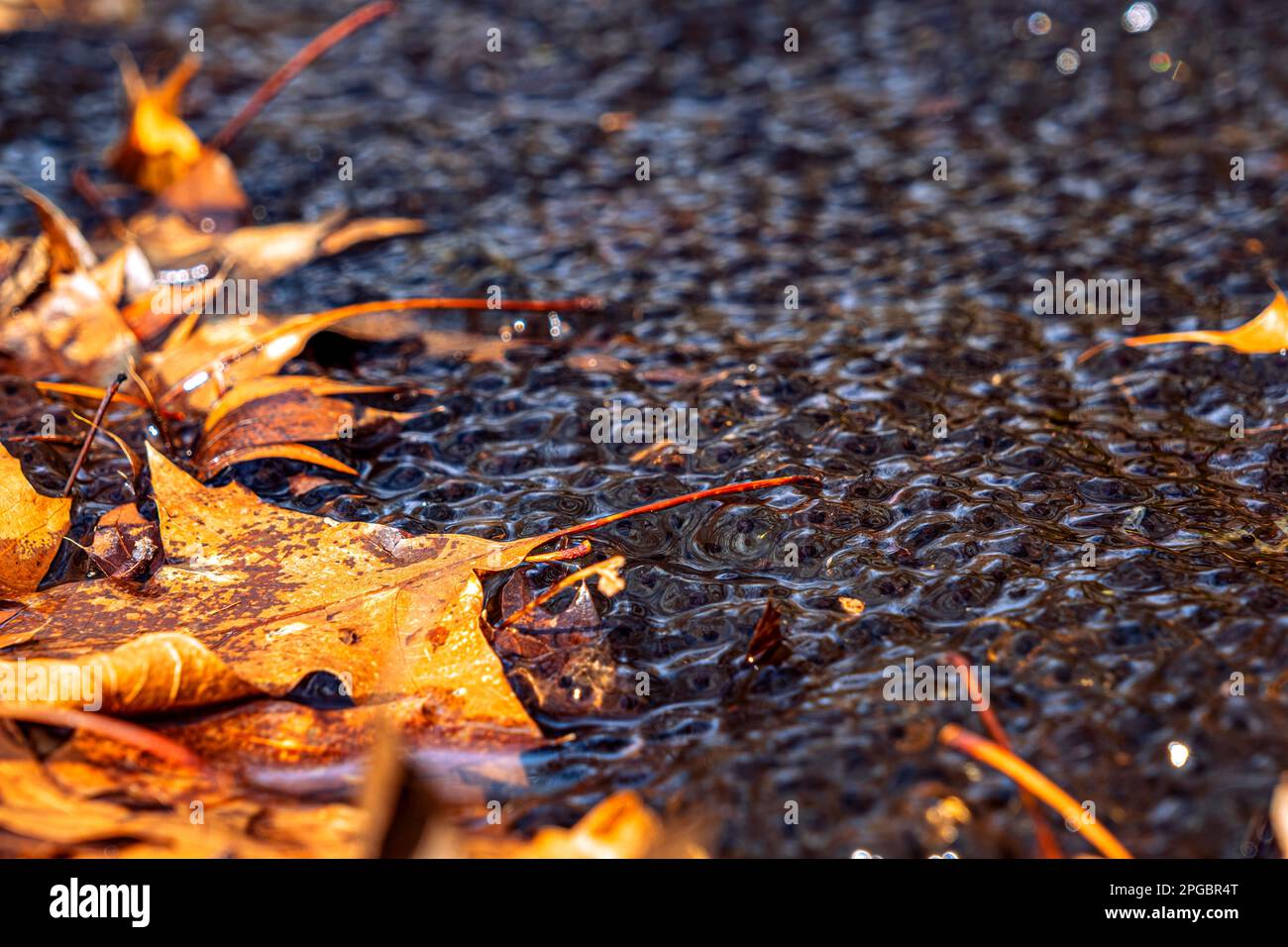 amphibian,amphibious,animal,animal wildlife,anura,background,beauty ...