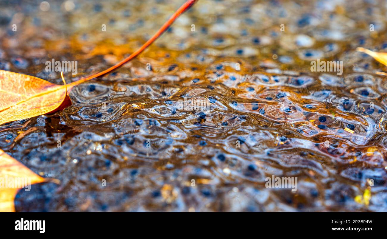 amphibian,amphibious,animal,animal wildlife,anura,background,beauty ...