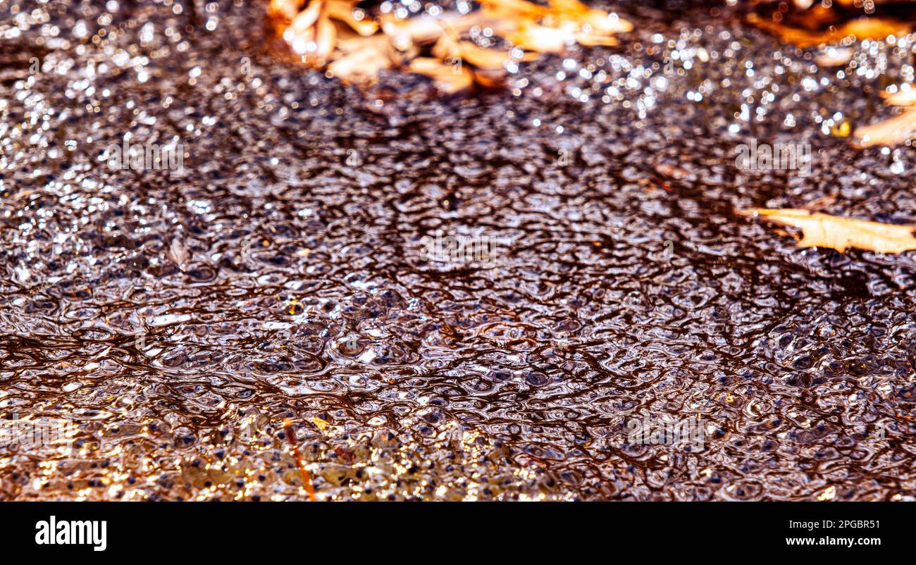 amphibian,amphibious,animal,animal wildlife,anura,background,beauty ...