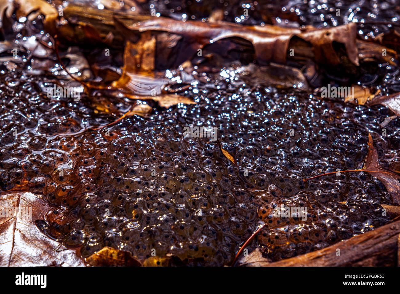 amphibian,amphibious,animal,animal wildlife,anura,background,beauty ...