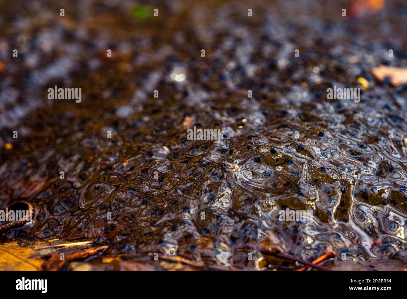 amphibian,amphibious,animal,animal wildlife,anura,background,beauty ...