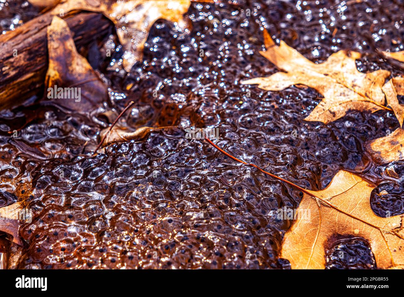 amphibian,amphibious,animal,animal wildlife,anura,background,beauty ...