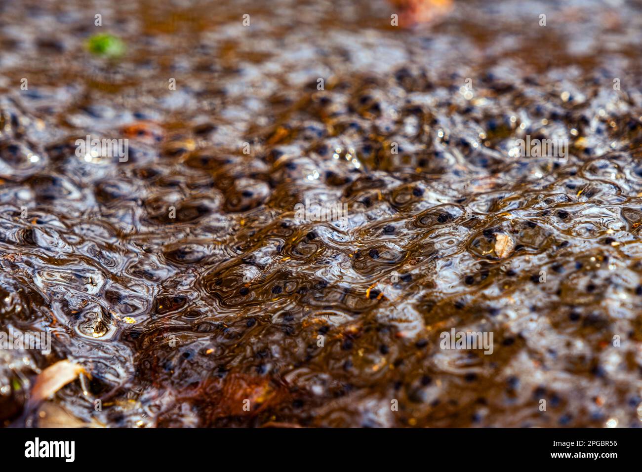 amphibian,amphibious,animal,animal wildlife,anura,background,beauty ...