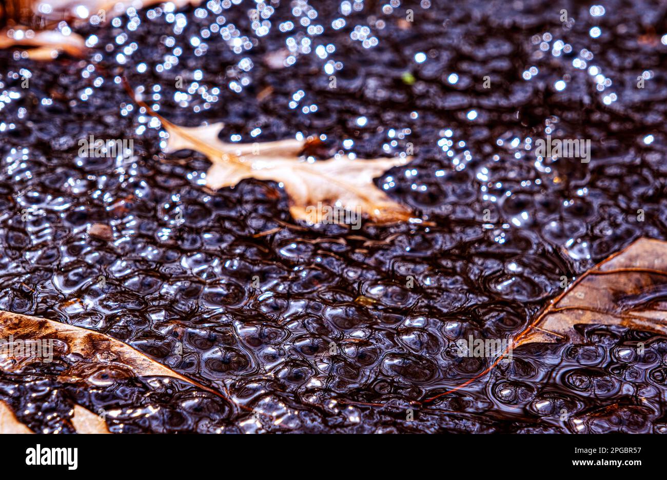 amphibian,amphibious,animal,animal wildlife,anura,background,beauty ...