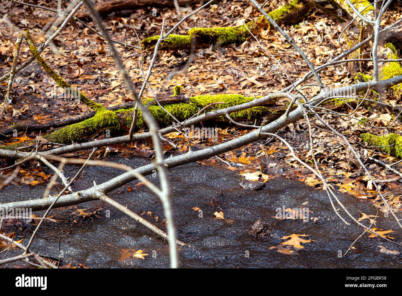 amphibian,amphibious,animal,animal wildlife,anura,background,beauty ...