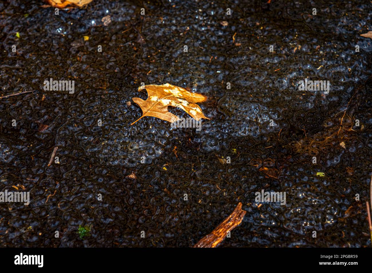 amphibian,amphibious,animal,animal wildlife,anura,background,beauty ...