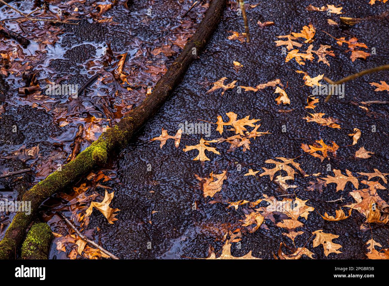 amphibian,amphibious,animal,animal wildlife,anura,background,beauty ...