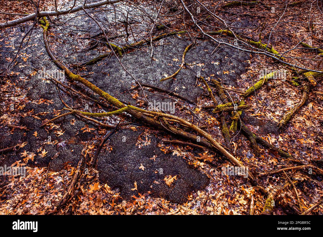 amphibian,amphibious,animal,animal wildlife,anura,background,beauty ...