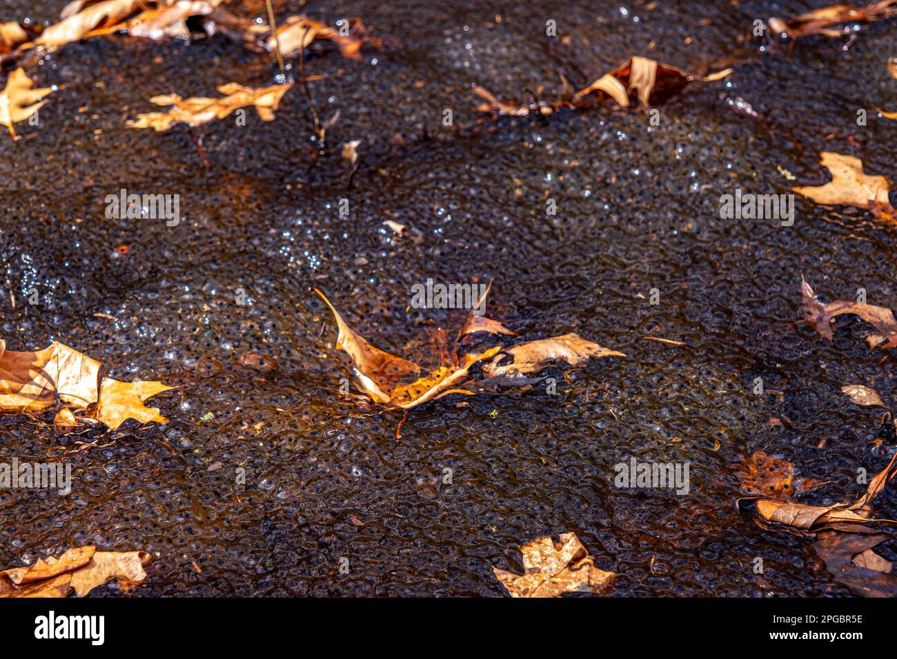 amphibian,amphibious,animal,animal wildlife,anura,background,beauty ...