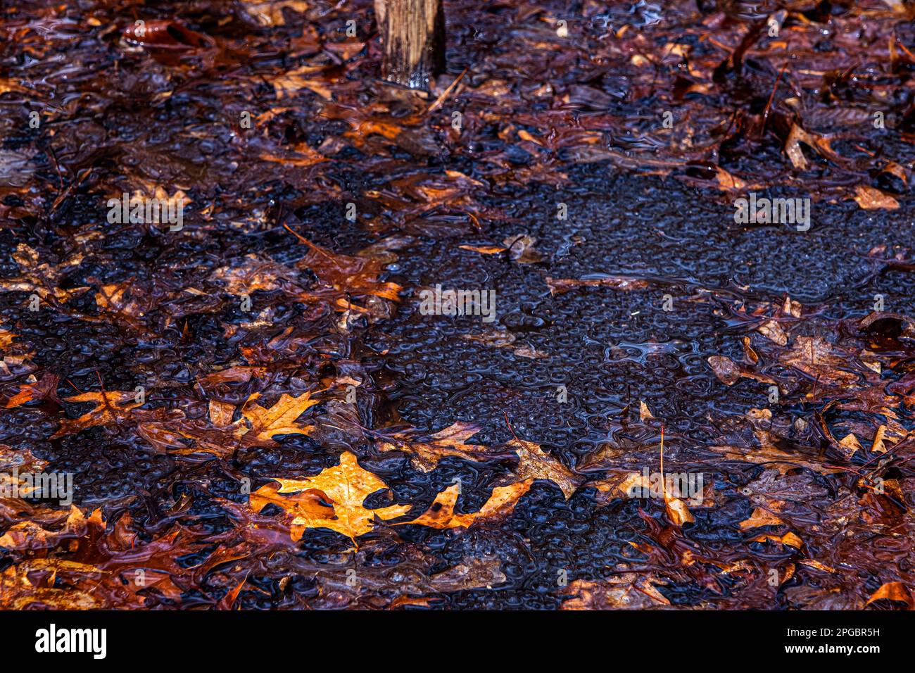 amphibian,amphibious,animal,animal wildlife,anura,background,beauty ...