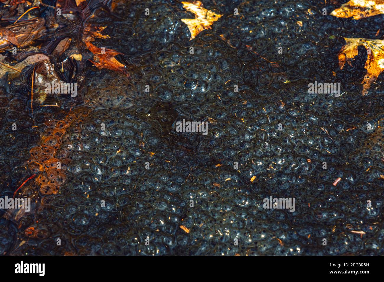 amphibian,amphibious,animal,animal wildlife,anura,background,beauty ...