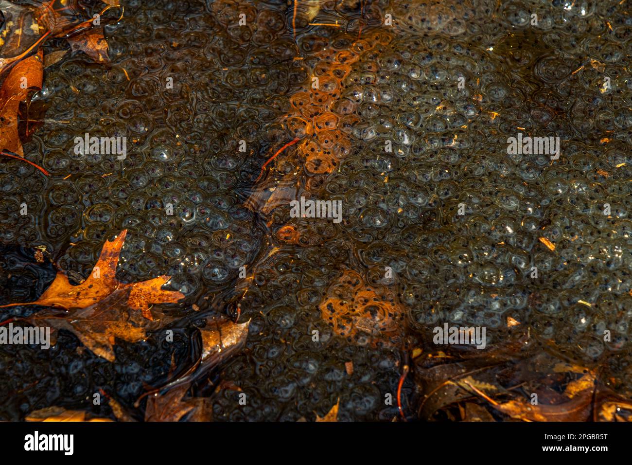 amphibian,amphibious,animal,animal wildlife,anura,background,beauty ...