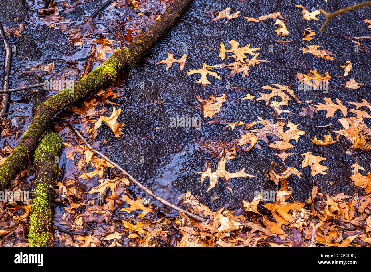 amphibian,amphibious,animal,animal wildlife,anura,background,beauty ...