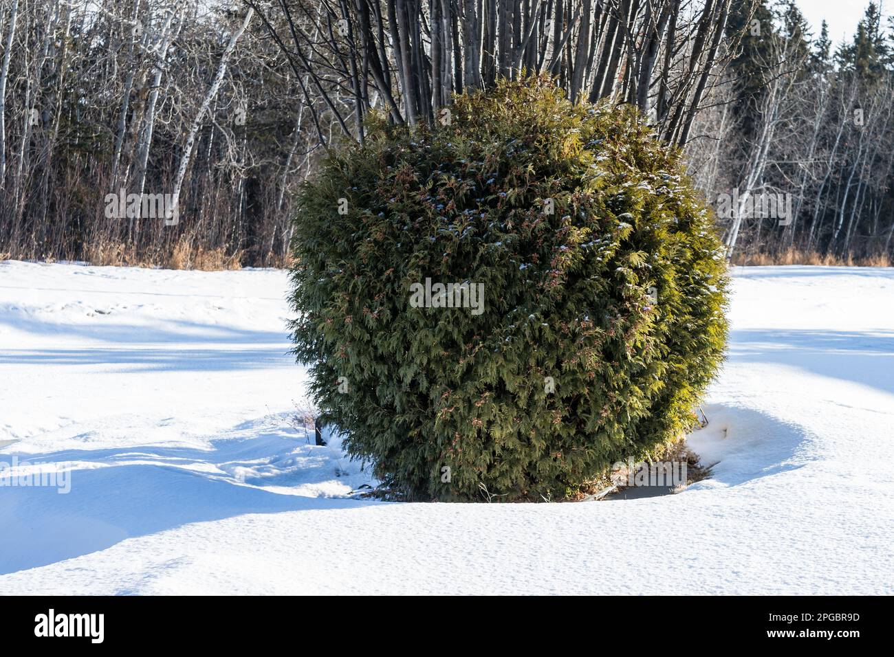 Ball shaped cypress tree in winter season as a part of house ...