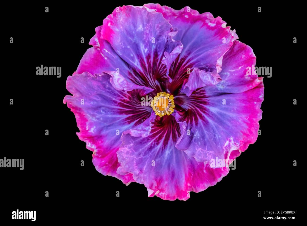 Colorful Pink Blue Maroon Dark Princess Tropical Hibiscus Flower Green ...