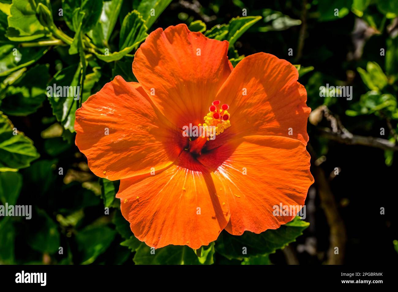 Deep Bright Orange Tropical Hibiscus Flower Green Leaves Honolulu ...