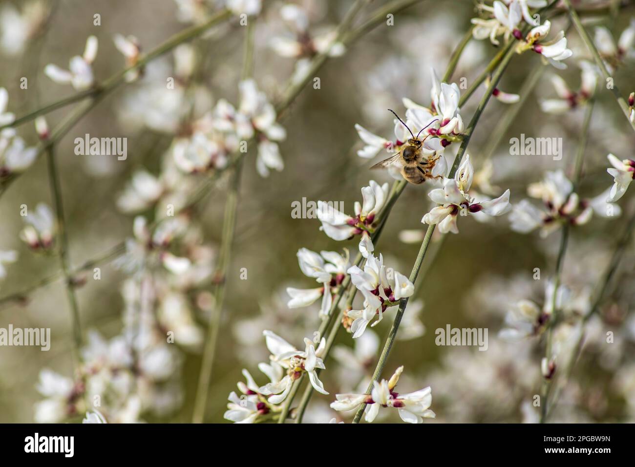 Bridal veil retama hi-res stock photography and images - Alamy