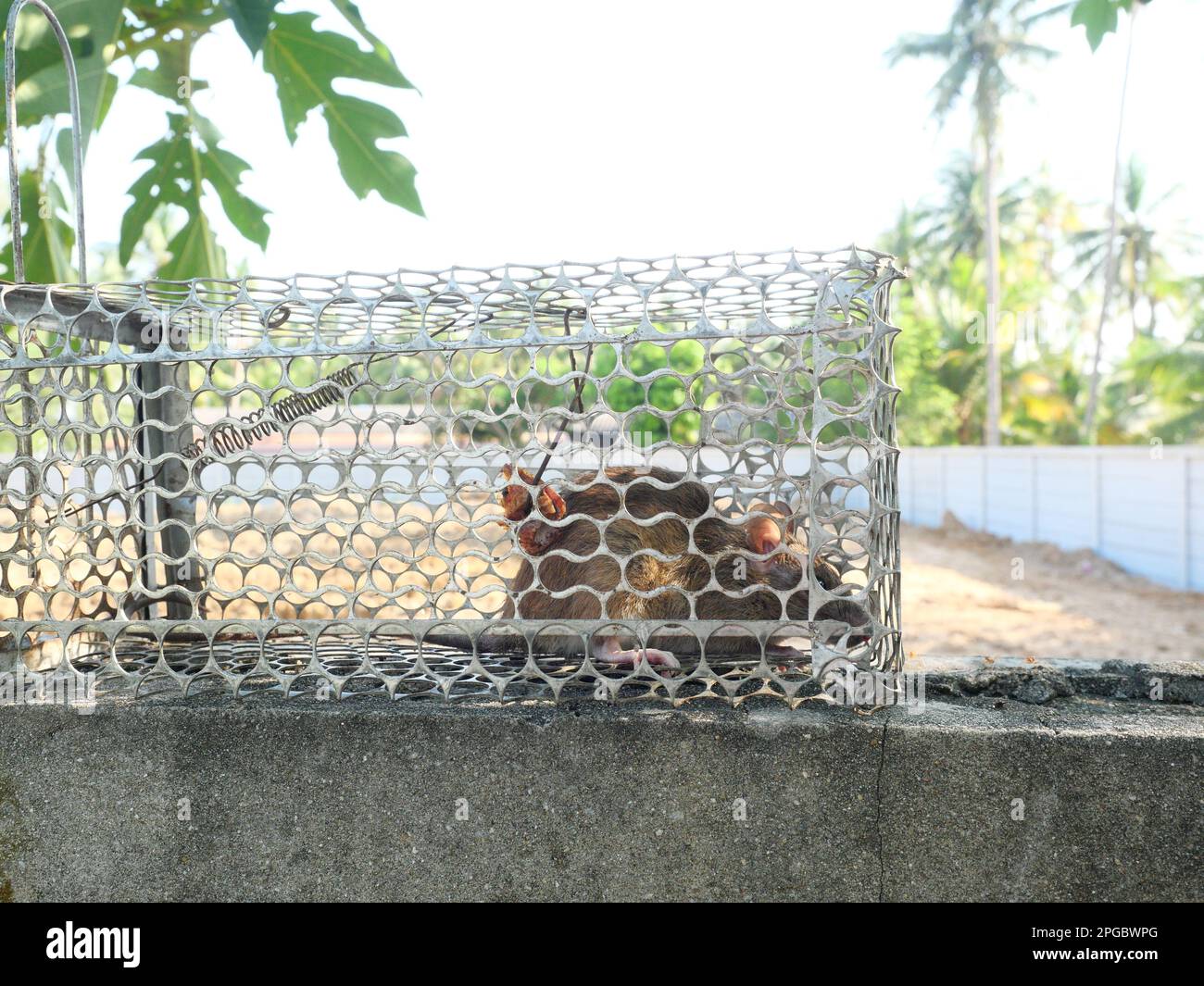 Rat in cage mousetrap, Mouse finding a way out of being confined ...