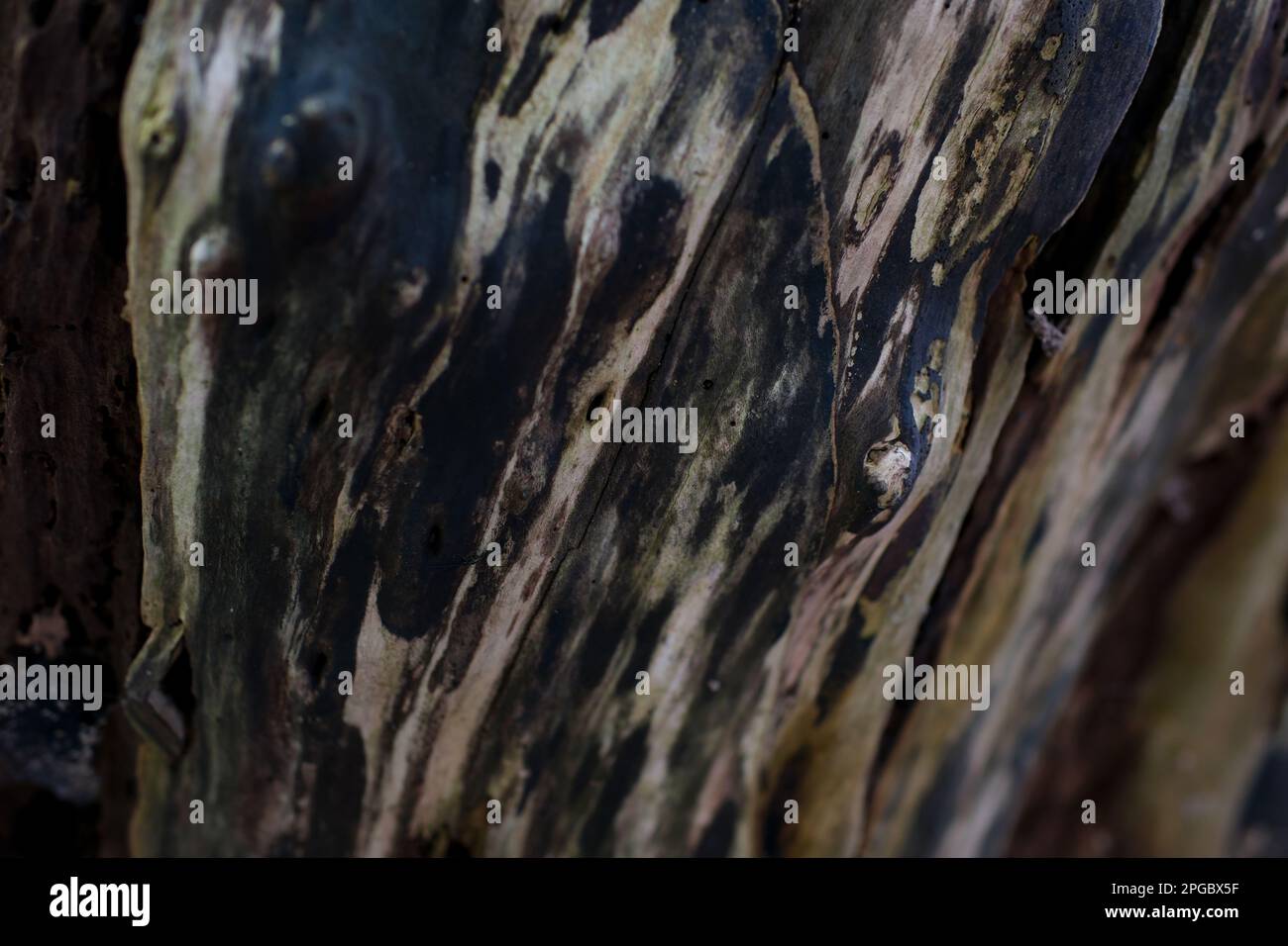 texture of bark wood use as natural background. High quality Dark dirty ...
