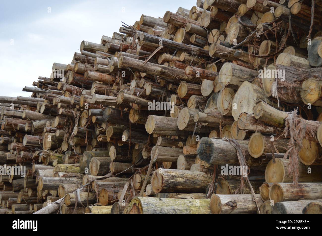 A massive pile of chopped timber stacked atop of each other to create a ...