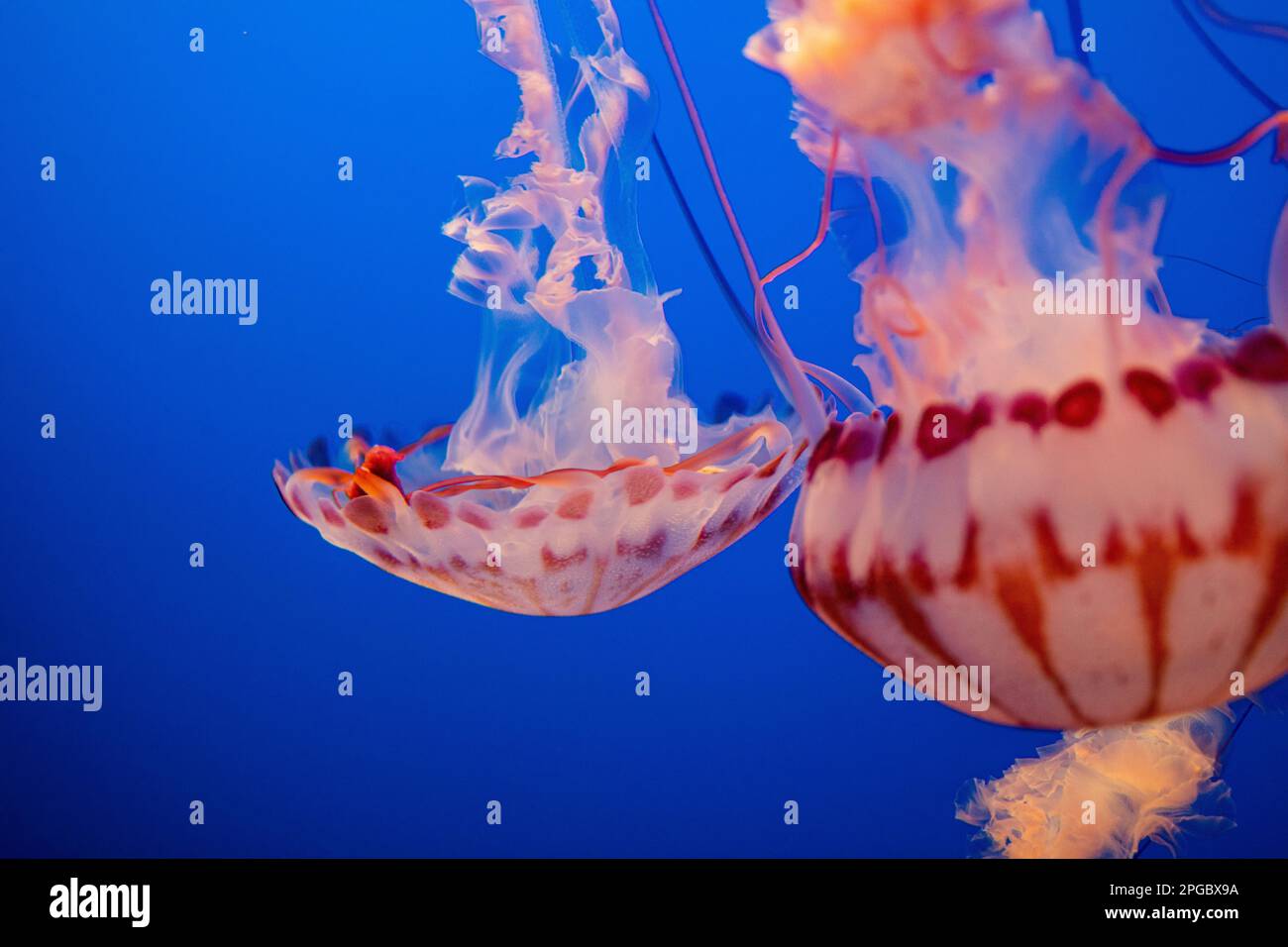 Aquaticcreatures hi-res stock photography and images - Alamy