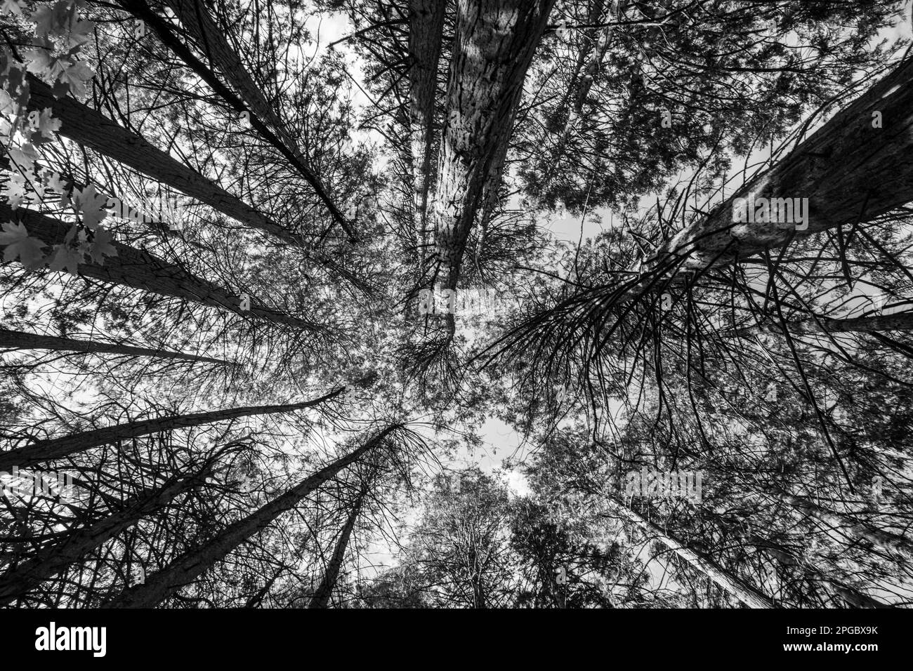 Low angle horizon winter Black and White Stock Photos & Images - Alamy