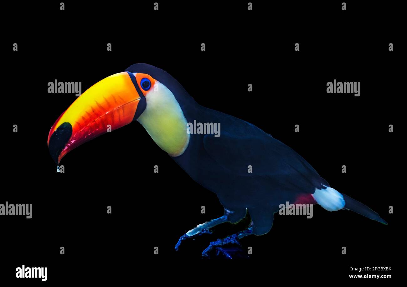 Colorful Toco Giant Toucan Ramphastos Toco Waikiki Honolulu Hawaii ...