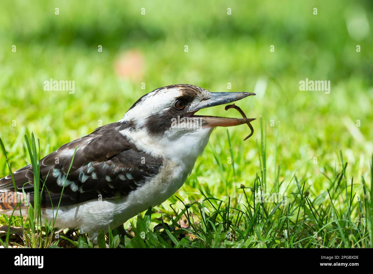 Laughing Kookaburra (Dacelo novaeguineae) with a worm in beak, Atherton ...