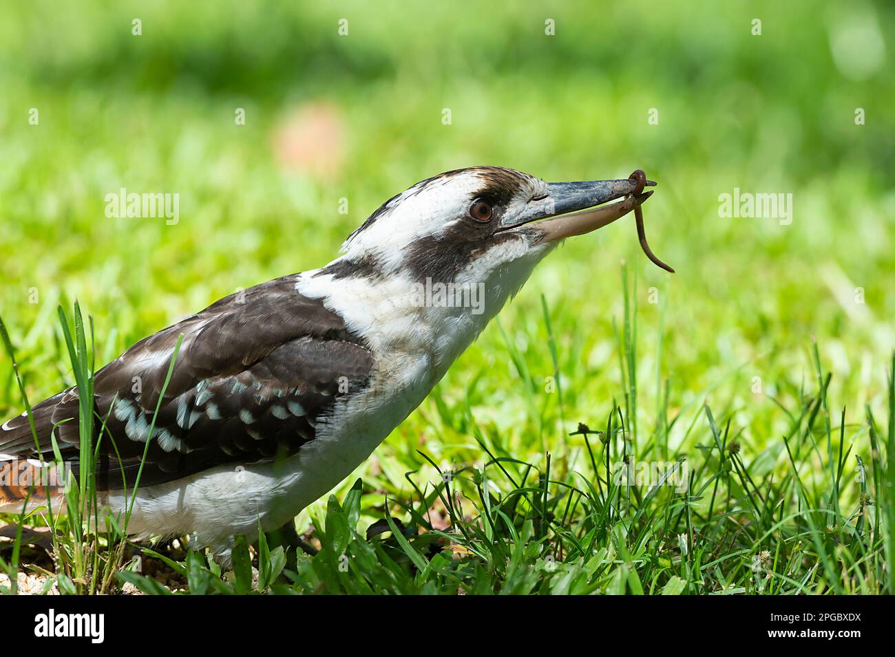 Laughing Kookaburra (Dacelo novaeguineae) with a worm in beak, Atherton ...