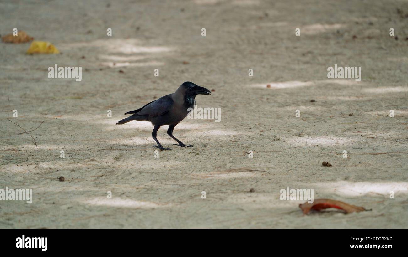 Close-up of lone crow standing on ground, looking around on its long ...