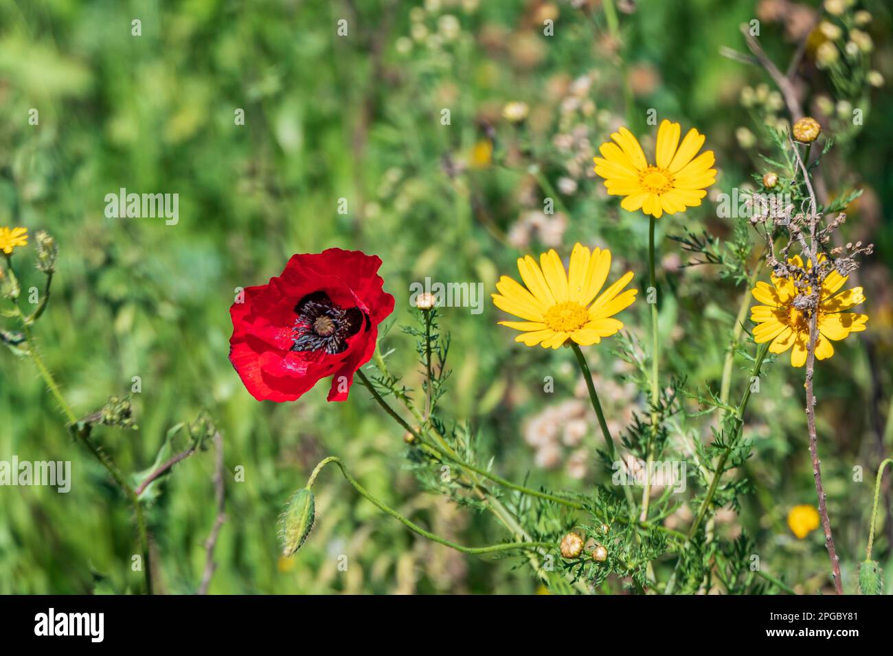 Red flowers of blooming wild poppies among green grass. Israel Stock ...