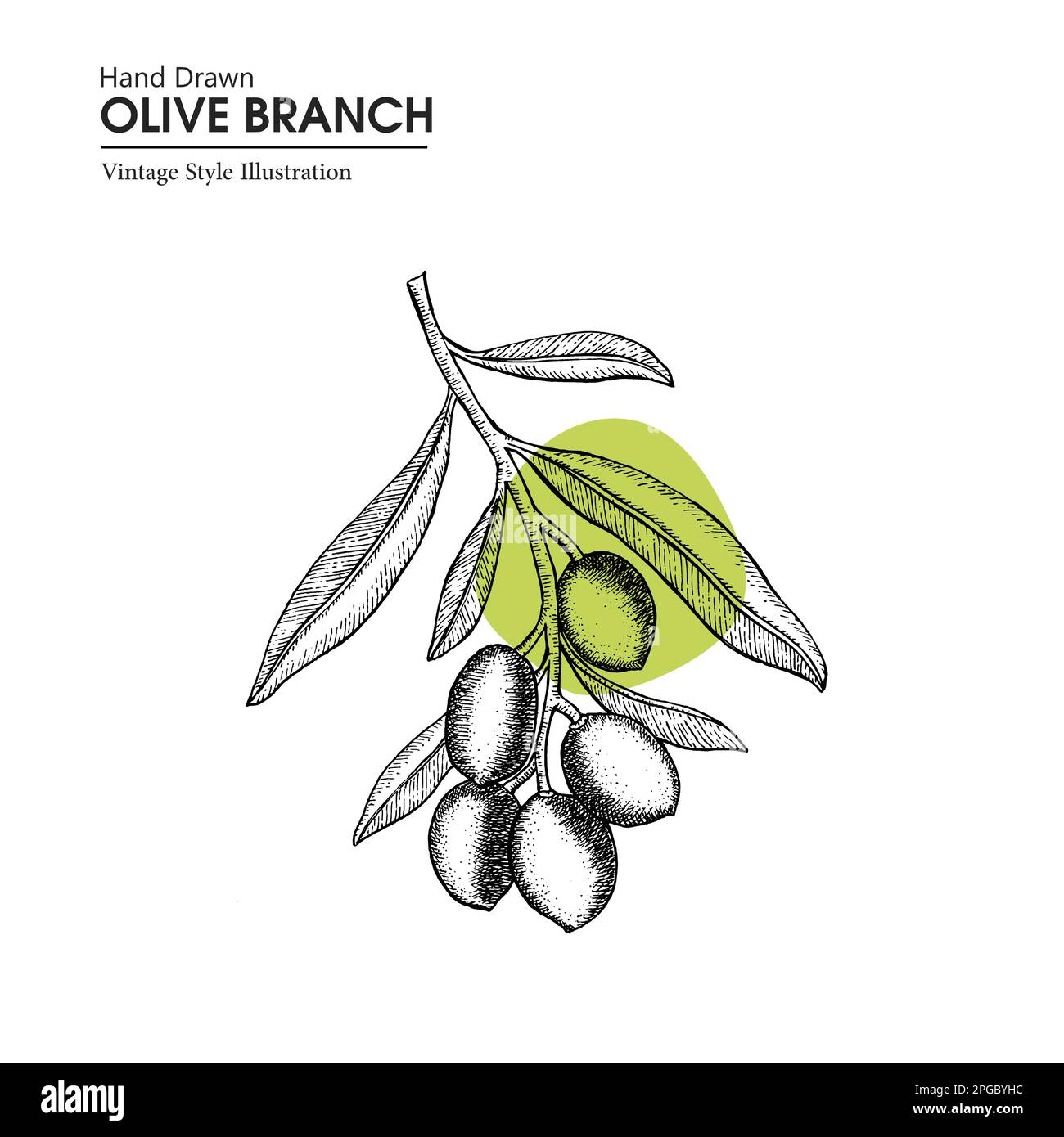 Hand drawn olive branch. Vector vintage botanical illustration of olive ...