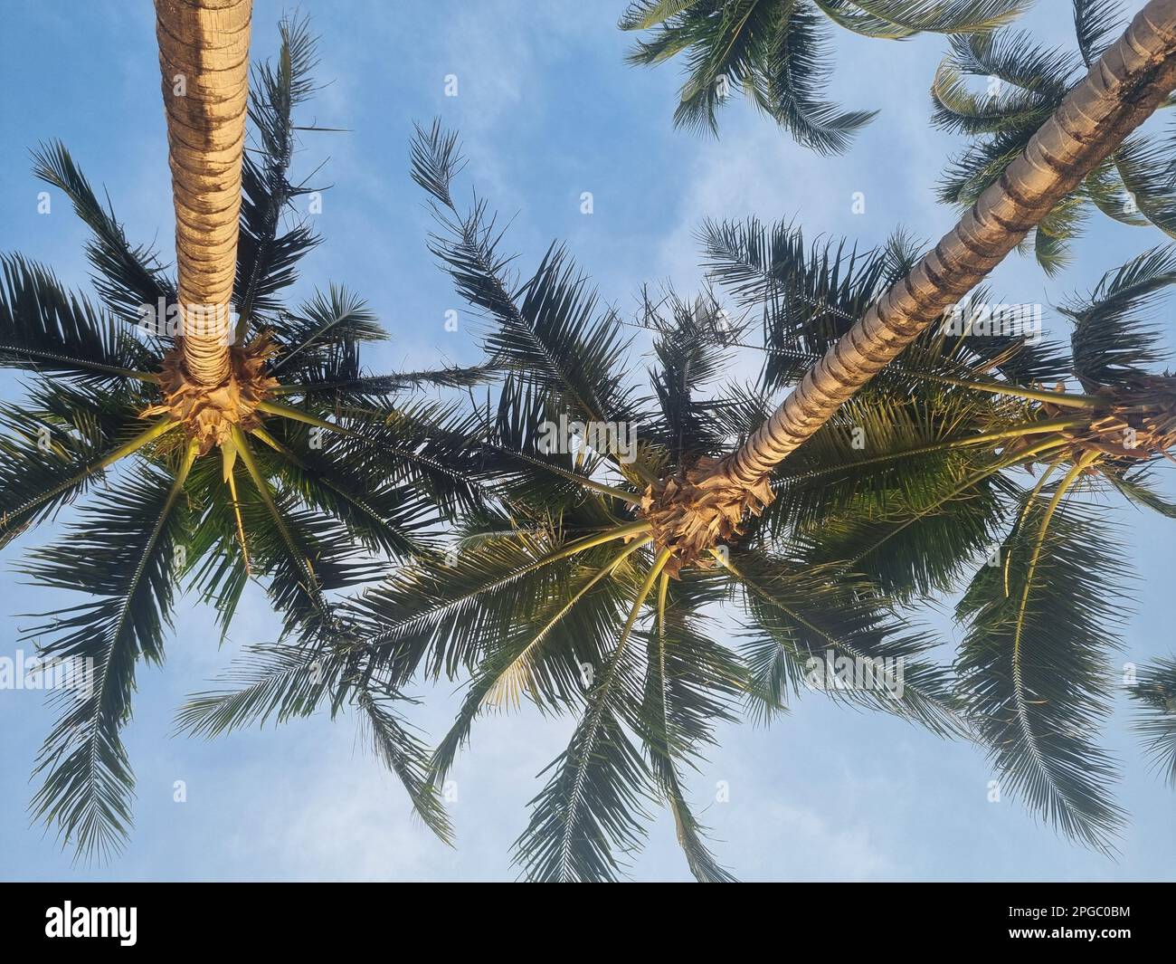 A row of tall palm trees stand tall against a bright blue sky, with ...