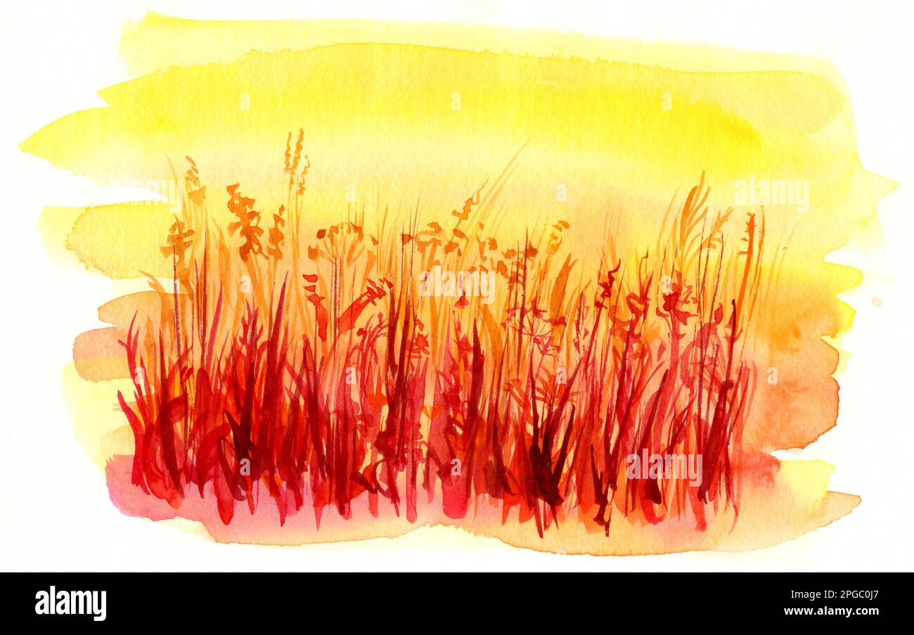 Hand draw watercolor grass flowers yellow orange red Stock Photo - Alamy