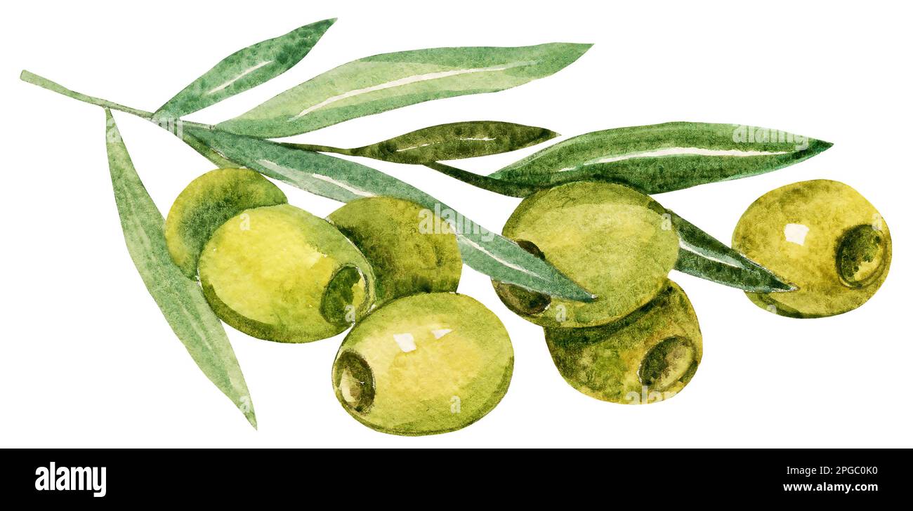 branch of green olives, leaf, berries, watercolor hand draw ...