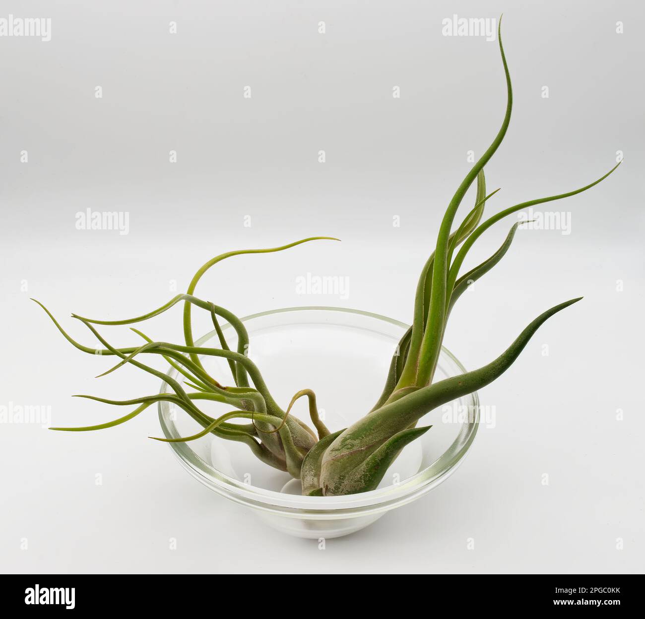 Tillandsia is a plant without roots. It absorbs its nutrients from the ...