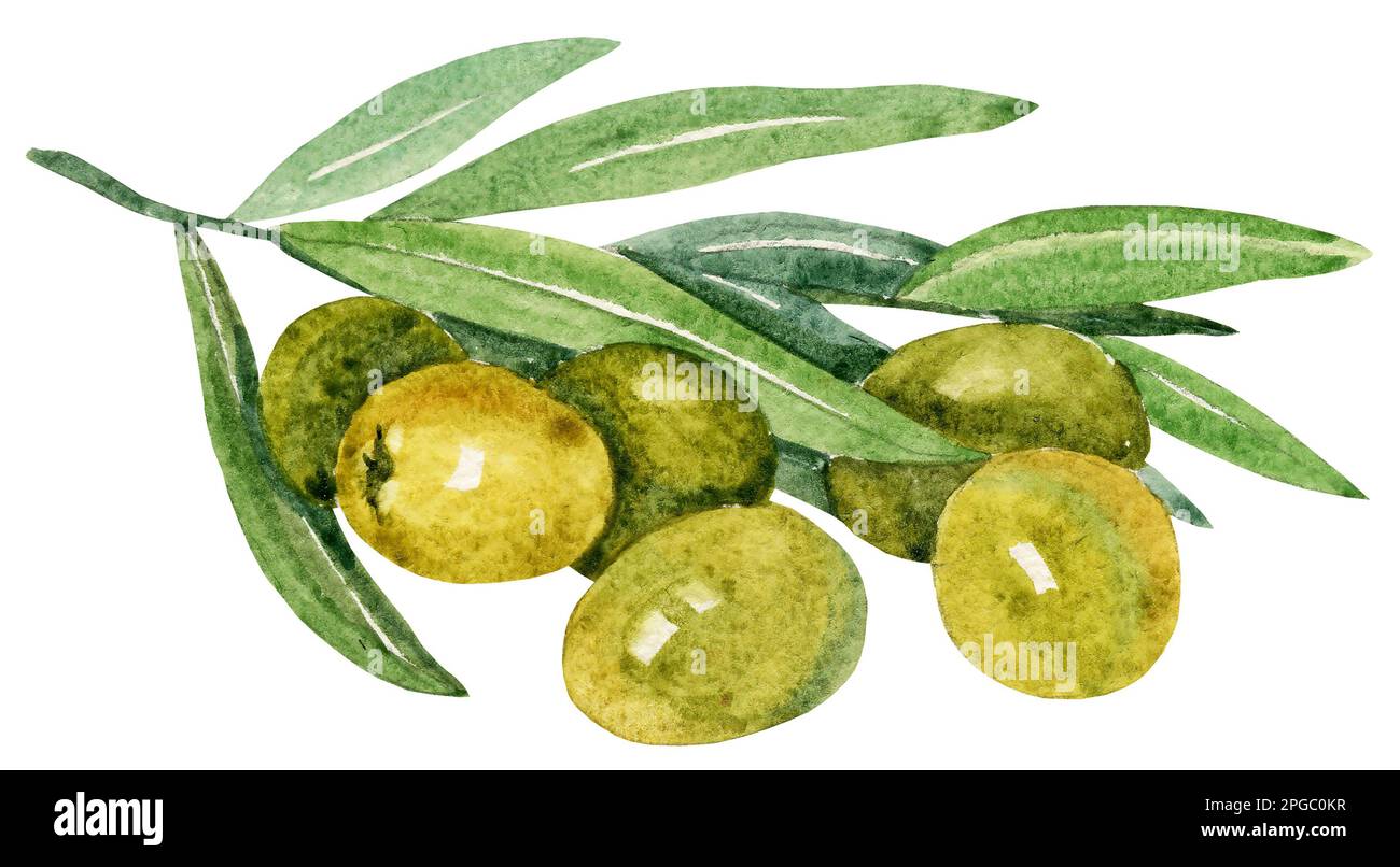 branch of green olives, leaf, berries, watercolor hand draw ...